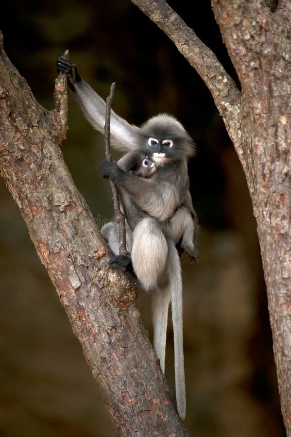 Portrait Monkey on Tree ( Presbytis Obscura Reid ). Stock Image - Image ...