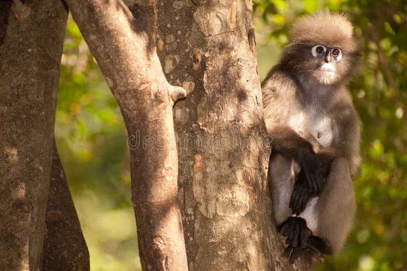 Portrait Monkey on Tree ( Presbytis Obscura Reid ) . Stock Photo ...