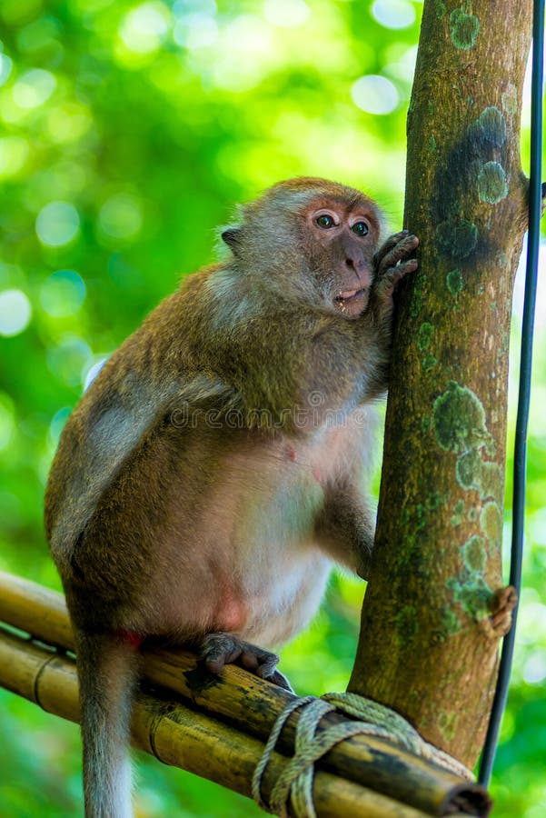 Portrait of a Monkey Vertical, Animal Stock Image - Image of furry ...
