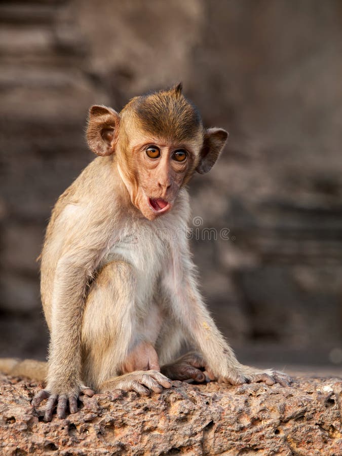 Portrait monkey stock image. Image of natural, face, thailand - 38757097