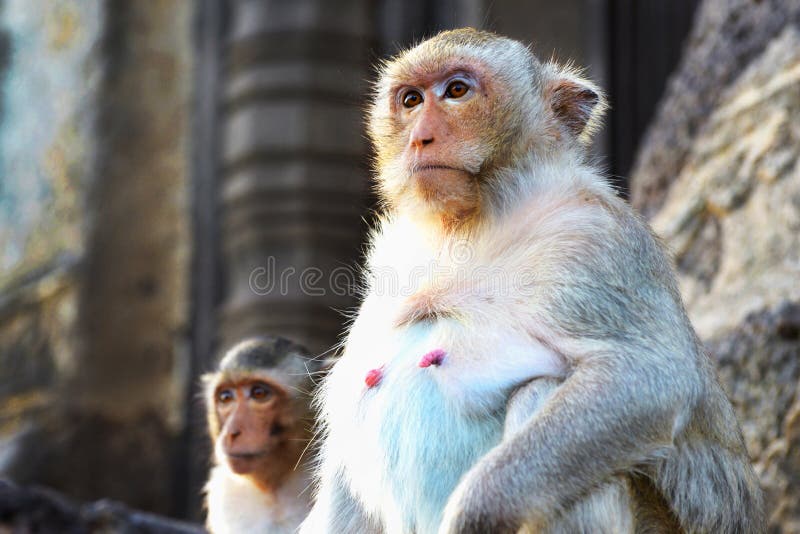 Portrait monkey stock image. Image of horizontal, closeup - 78574143