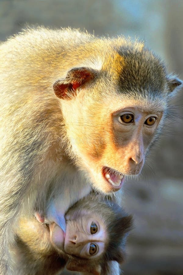 Portrait monkey stock image. Image of people, animal - 78575519