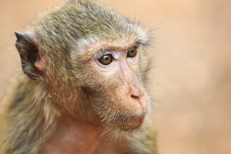 Portrait of the monkey stock image. Image of primate - 70526437