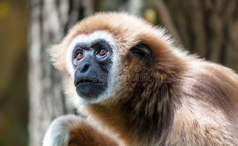 Portrait of a Monkey in the Zoo Stock Image - Image of monkey, portrait ...
