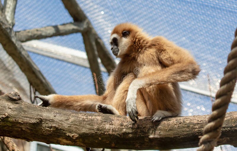 Portrait of a Monkey in the Zoo Stock Photo - Image of mammal, jungle ...