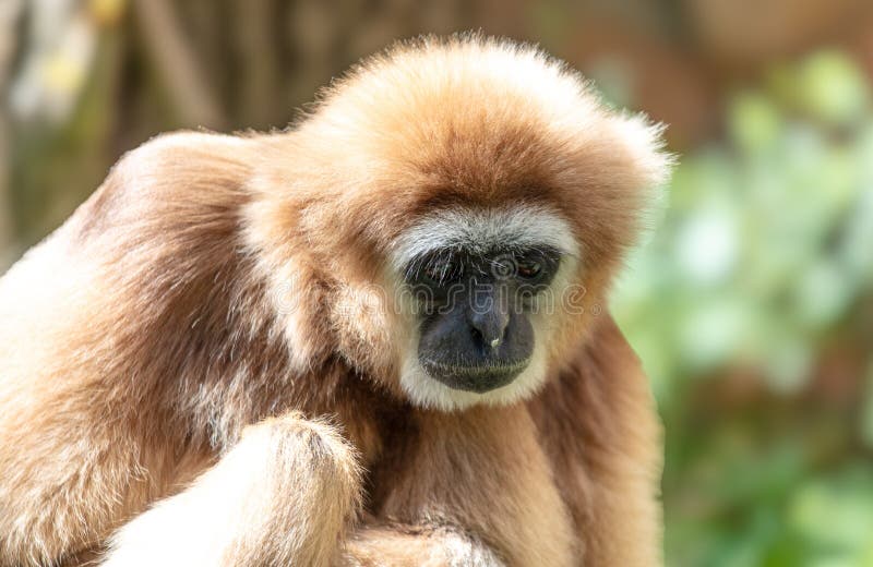 Portrait of a Monkey in the Zoo Stock Photo - Image of asia, wild ...