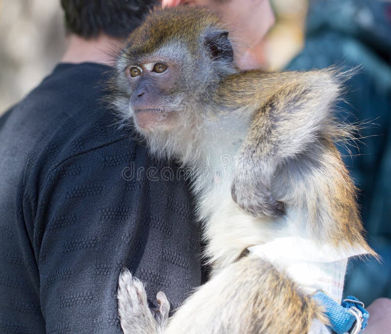 Portrait of a Monkey at the Zoo Stock Photo - Image of furry, animal ...