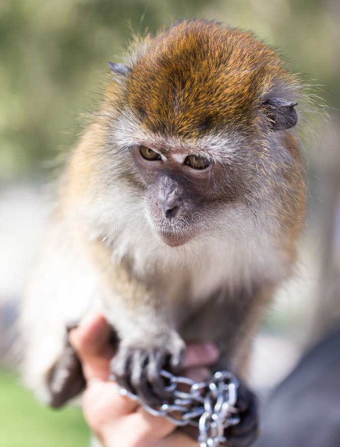 Portrait of a Monkey at the Zoo Stock Image - Image of wild, face: 90536075