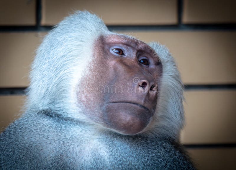 Portrait of a Monkey at the Zoo Stock Image - Image of jungle, wild ...