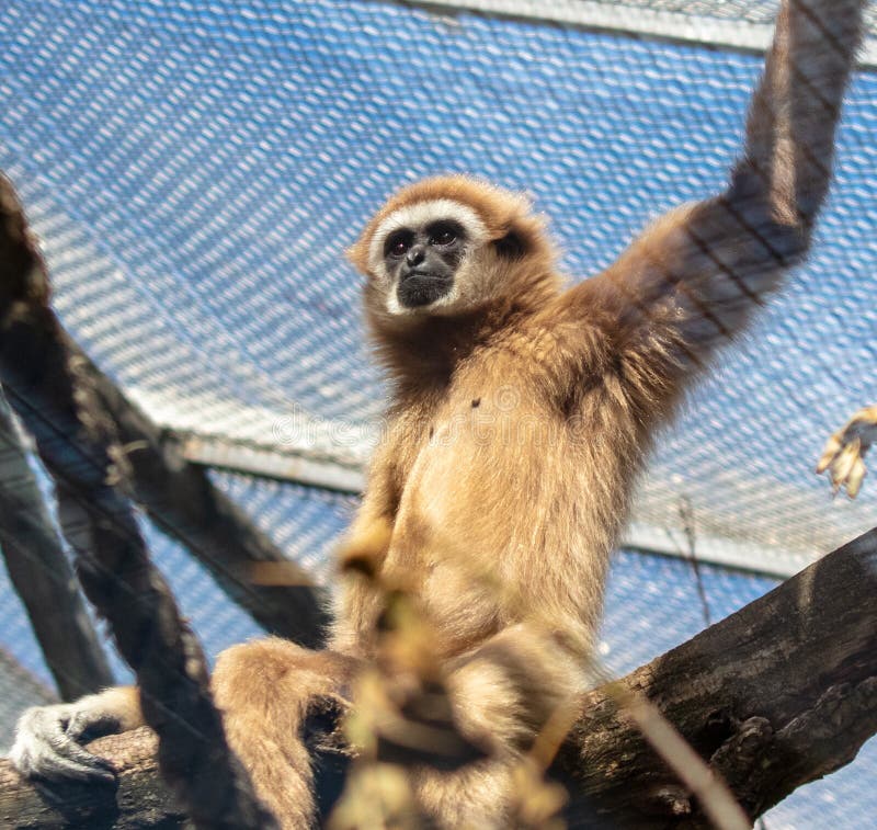 Portrait of a Monkey in the Zoo Stock Image - Image of forest, mammal ...