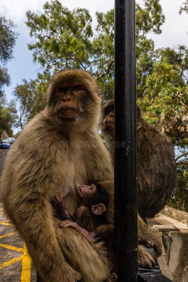 Monkeys in Gibraltar stock image. Image of wall, sitting - 74722273