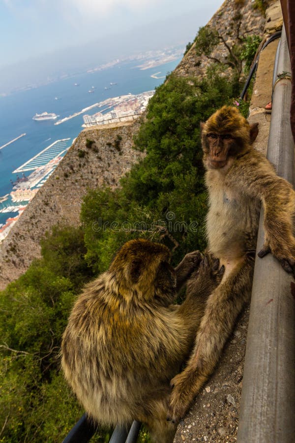 Portrait of Monkeys, Gibraltar City Stock Photo - Image of animal ...