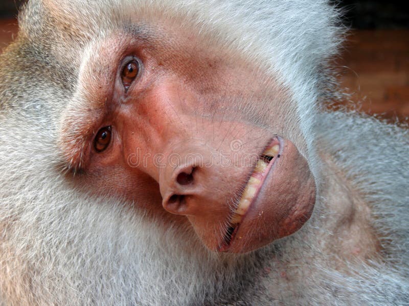 Portrait monkeys stock photo. Image of teeth, views, eyes - 43195410