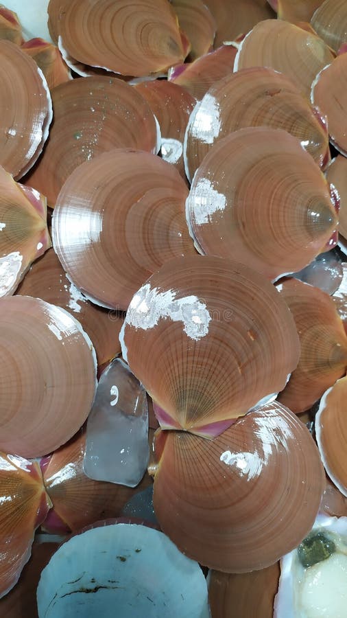 Portrait Moon Scallop Shells Sprinkled with Ice Cubes Ready To Be ...