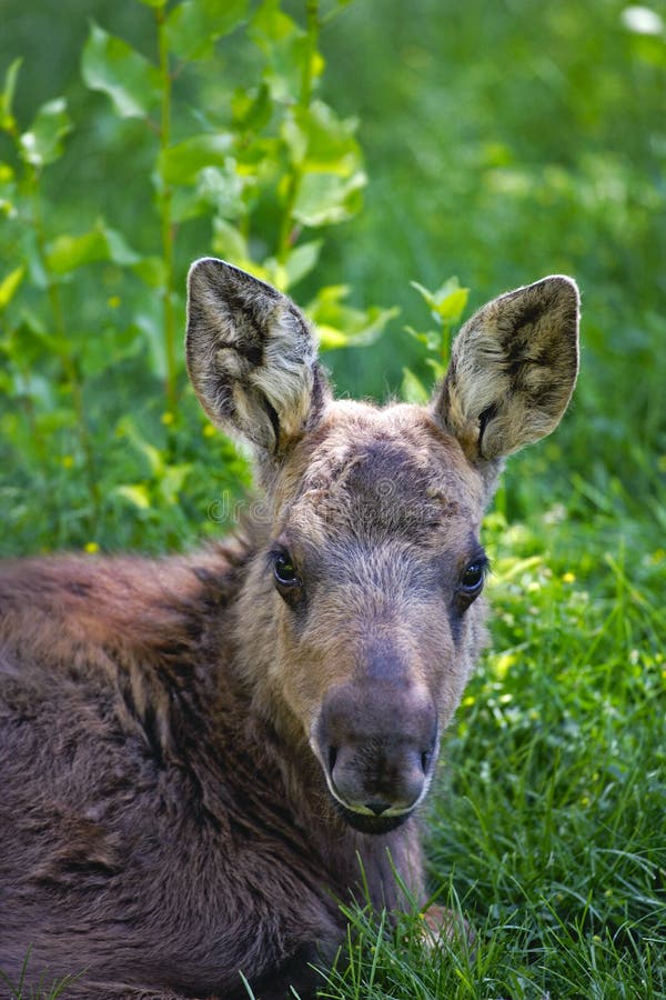 Moose Calf stock image. Image of zoology, water, curious - 77757819