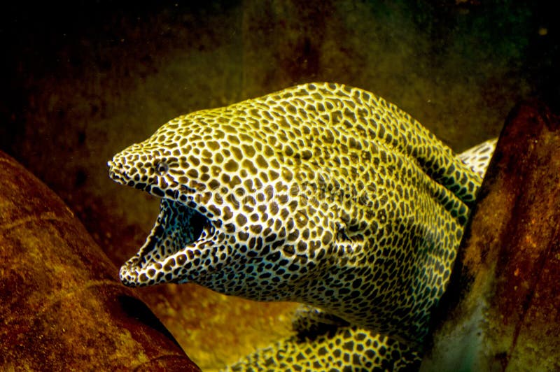 Portrait of a moray eel stock photo. Image of yellow - 302696672