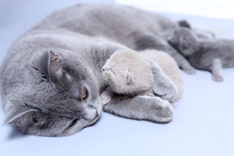 British Shorthair Mom Cat Hugs Her Kitten Stock Image - Image of face ... British Shorthair Mom Cat Hugs Her Kitten Stock Image - Image of face ...