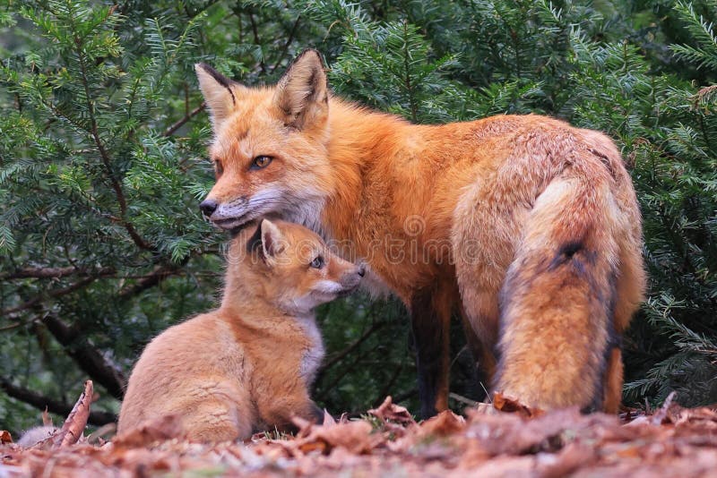 Portrait of Mother Red Fox and Her Baby in the Forest Stock Photo ...