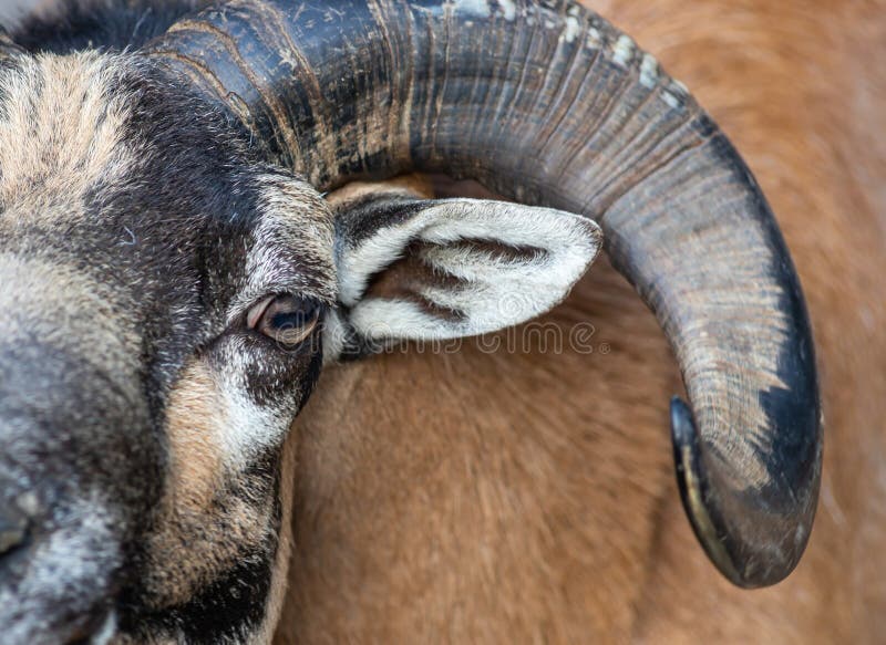 Portrait of a Mouflon - Male Mouflon Stock Photo - Image of animal ...