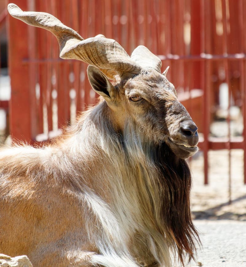 Portrait of a Mountain Goat in the Zoo Stock Image - Image of falconeri ...