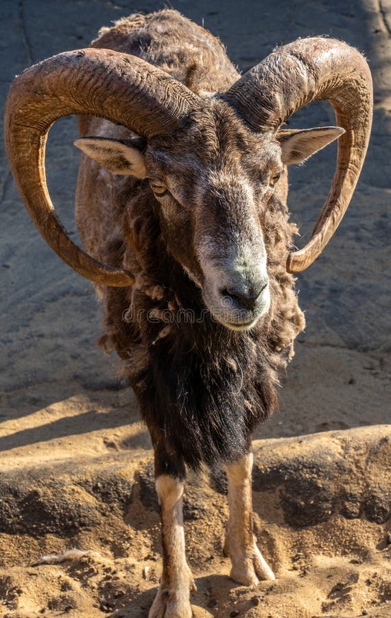 Portrait of a Mountain RAM with Large Beautiful Horns Stock Image ...