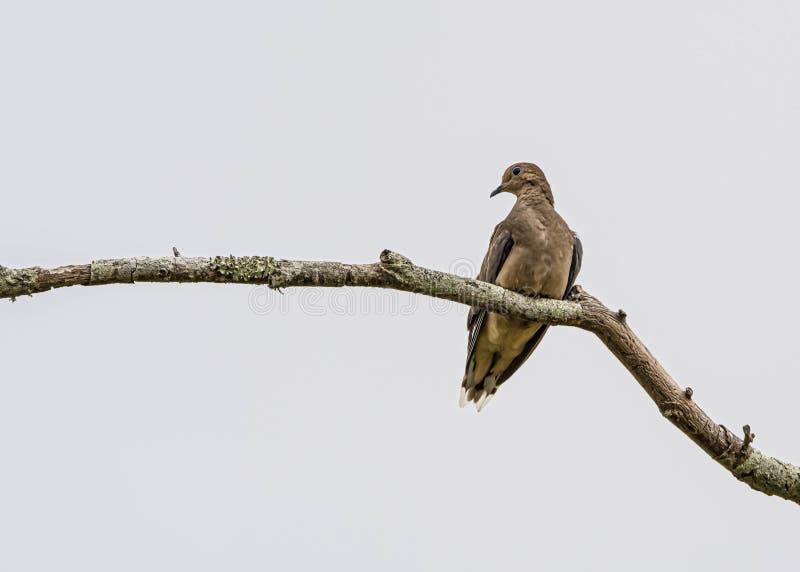 Portrait of a Mourning Dove on a Tree Branch Stock Image - Image of ...
