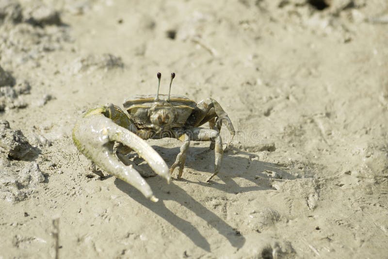 Portrait of a Mud Crab stock image. Image of ocean, blend - 48294961