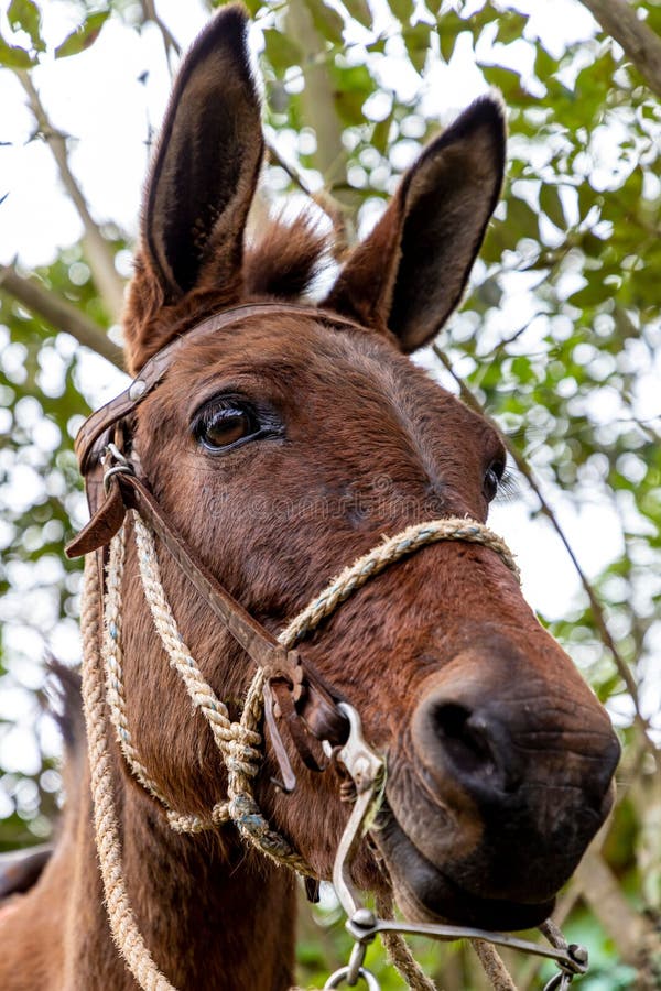 Portrait of a Mule Donkey Head Looking Under Green Tree Eaves Stock ...