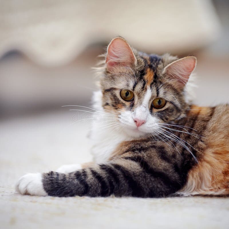 Small Multi-colored cat stock image. Image of nature - 35977573