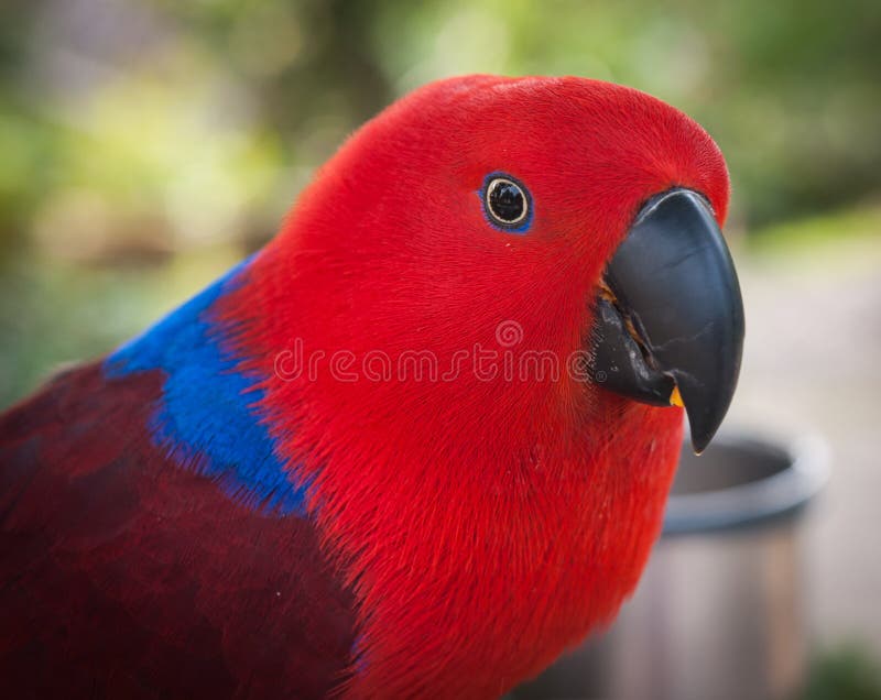 Portrait of a Multi-colored Parrot, Koh Samui, Thailand Stock Image ...