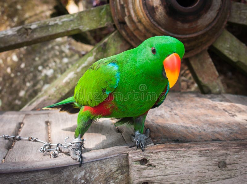 Portrait of a Multi-colored Parrot, Koh Samui, Thailand Stock Image ...