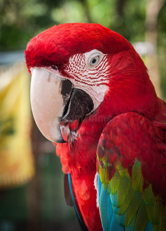Portrait of a Multi-colored Parrot, Koh Samui, Thailand Stock Photo ...