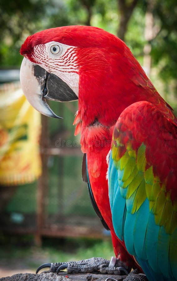 Portrait of a Multi-colored Parrot, Koh Samui, Thailand Stock Image ...
