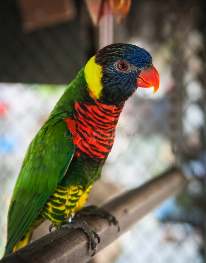 Portrait of a Multi-colored Parrot, Koh Samui, Thailand Stock Image ...
