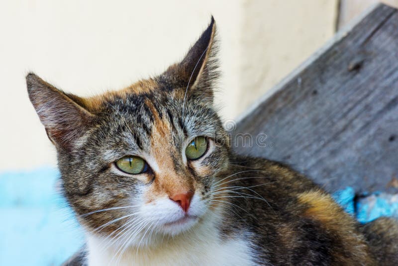Portrait of Multicolor Young Cat Close-up. Cute Cat Outdoors Stock ...