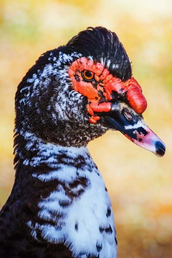 Portrait of Muscovy Duck stock photo. Image of beak, fauna - 65673246