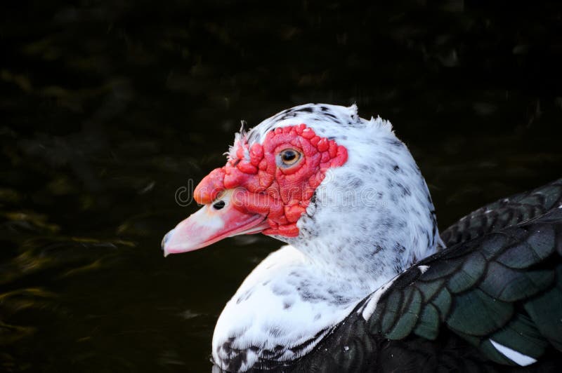 190 Florida Muscovy Ducks Stock Photos - Free & Royalty-Free Stock ...