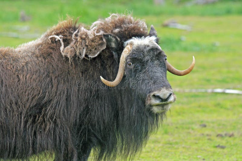 Ox portrait stock image. Image of horn, face, portrait - 15795065