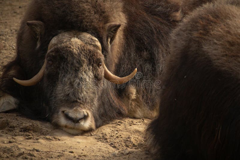 Portrait of Musk Ox in Nature Stock Photo - Image of beast, ovibos ...