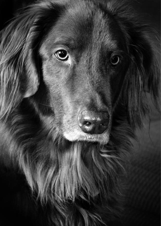 Portrait of a mutt stock photo. Image of beautiful, loyal - 2062354