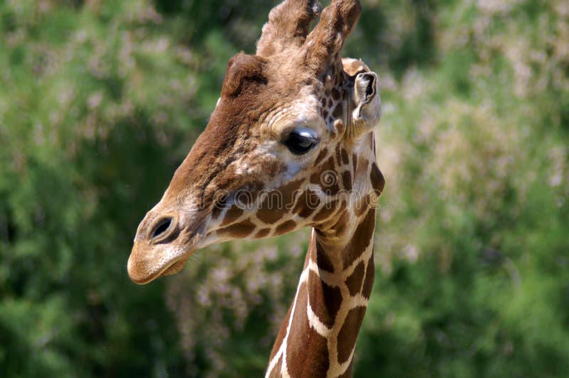 Giraffe Twisted His Neck and Looked at Us. Stock Image - Image of bowed ...