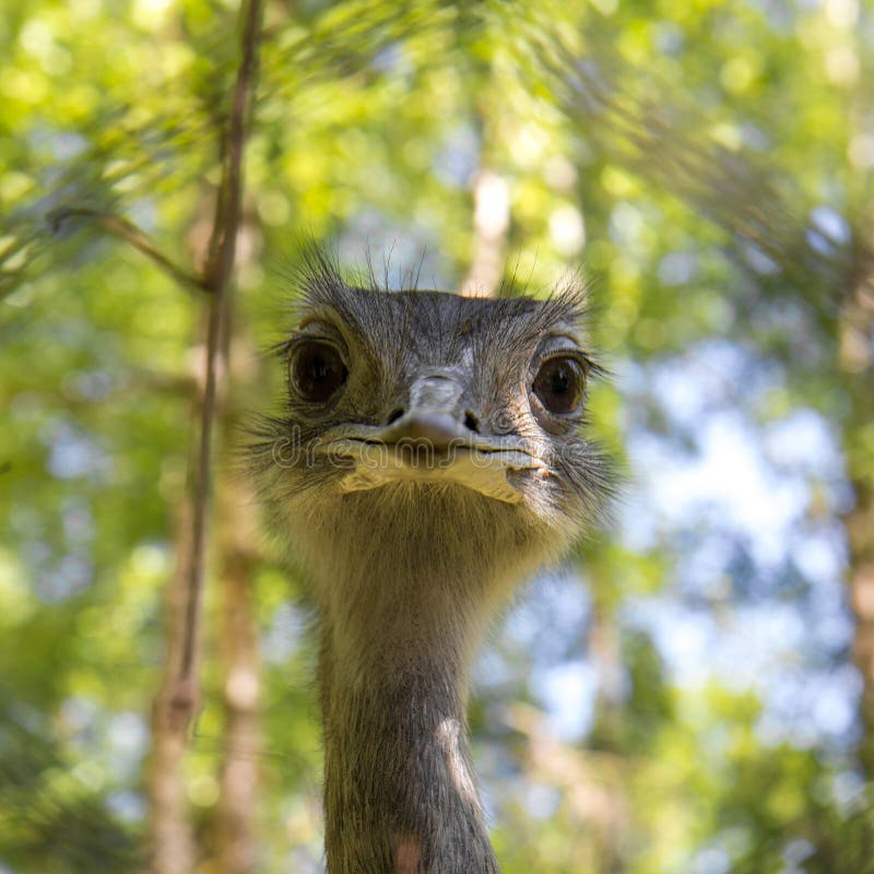 Portrait of a Nandu, a Flightless Bird Stock Photo - Image of lawn ...