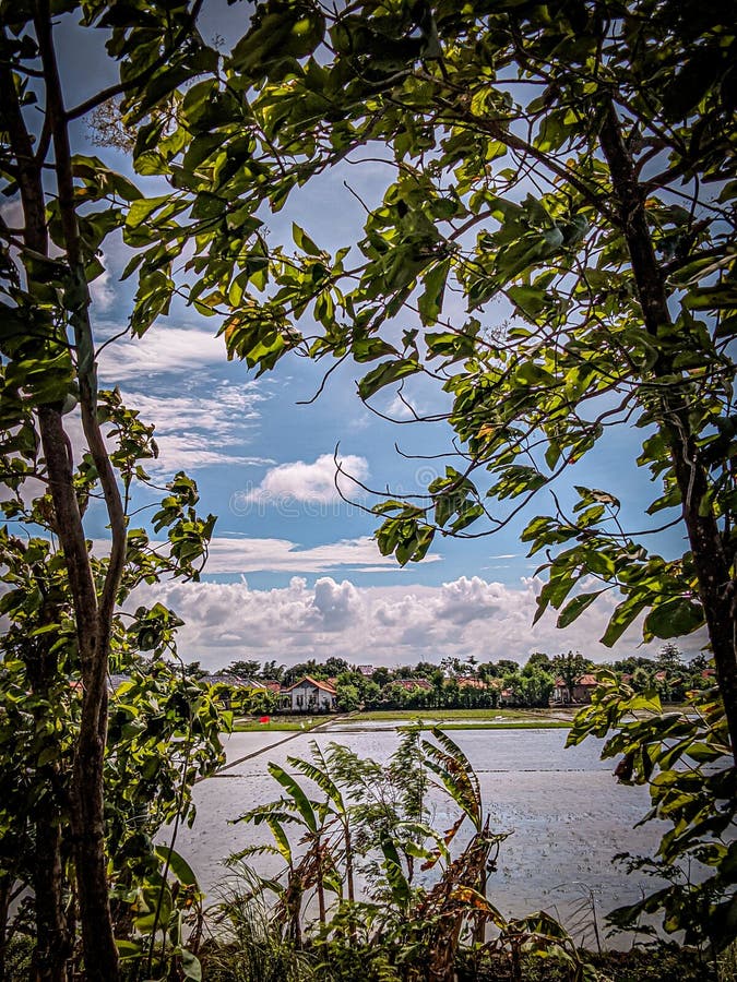 Portrait of Natural Scenery with a Backdrop of Rice Fields, Trees and ...