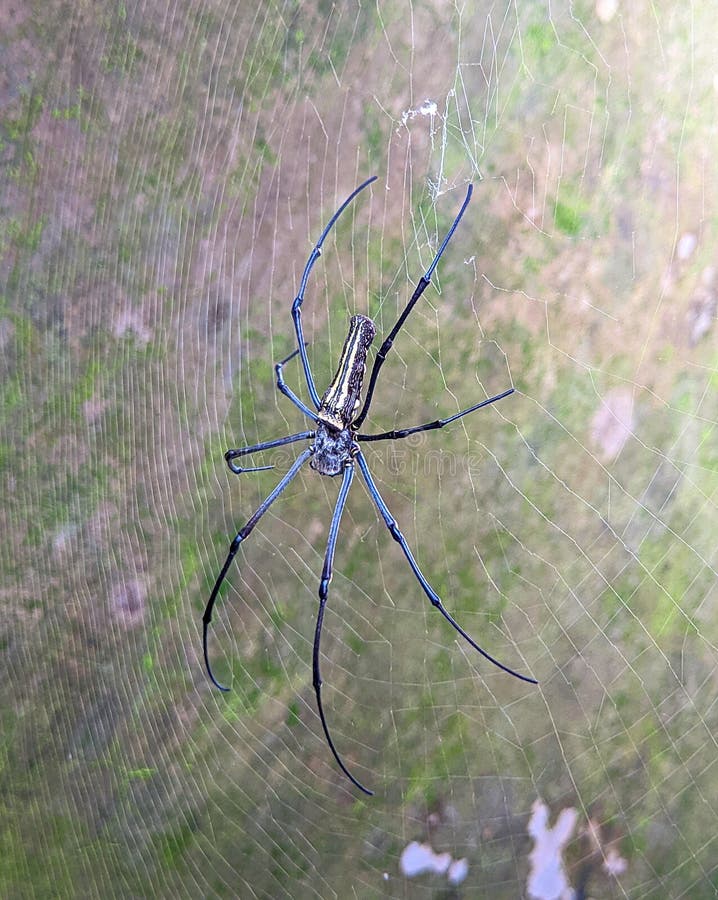 Portrait of Nephila Pilipes in Spider Web Stock Photo - Image of ...