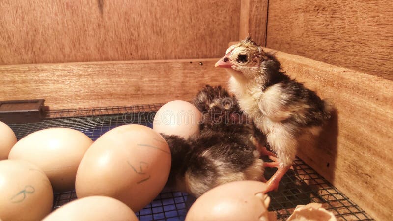Portrait of Newly Hatched Chicks Stock Photo - Image of hatched, chicks ...
