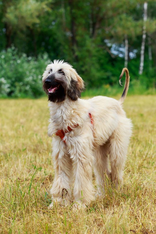 Dog breed Afghan hound stock image. Image of nature - 156475947