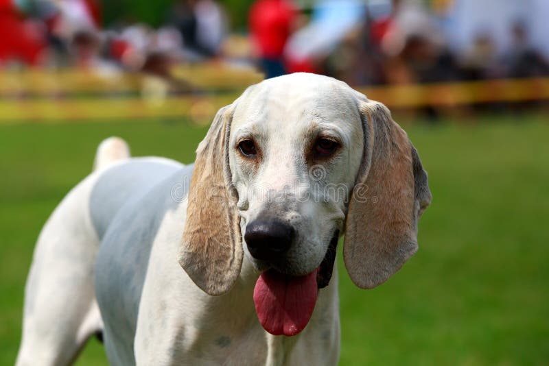 Billy Hound Stock Photos - Free & Royalty-Free Stock Photos from Dreamstime