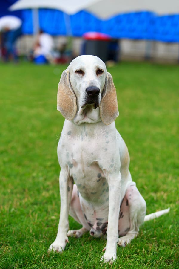 Dog breed Billy stock photo. Image of wool, white, smile - 156537960