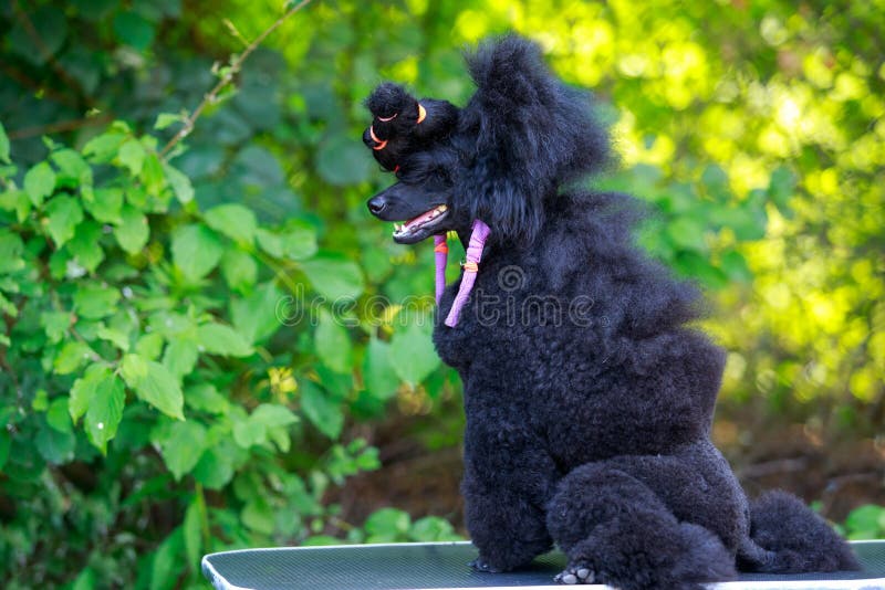 Dog breed poodle stock photo. Image of curly, purebred - 166928870