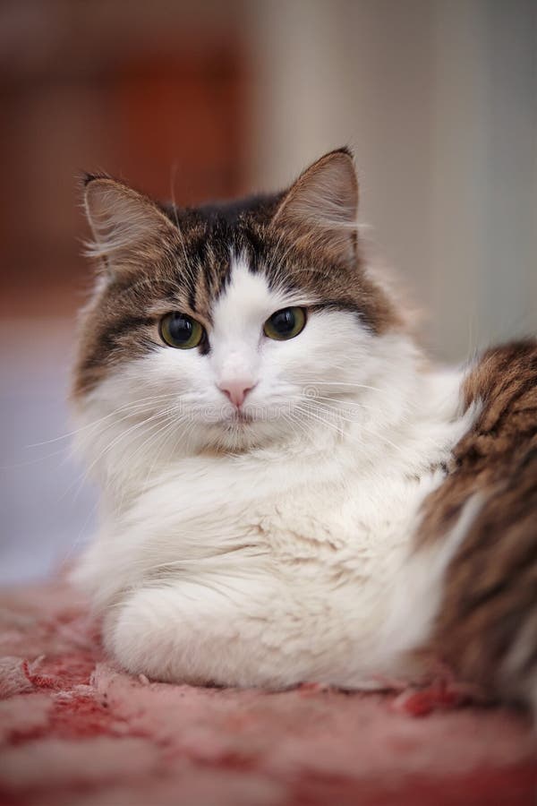 Portrait of the nice cat stock photo. Image of kitten - 98367468